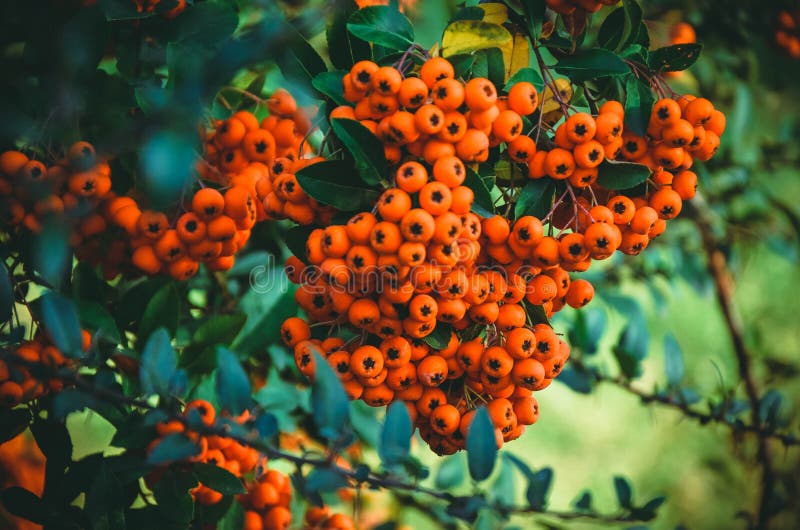 Close Up of Bright Red Pyracantha Berries on Tree Stock Photo - Image ...