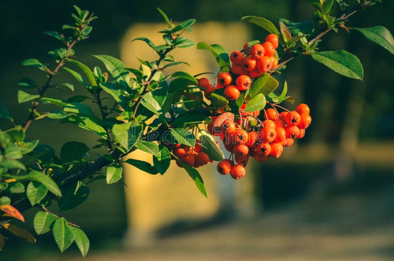 Close Up of Bright Red Pyracantha Berries on Tree Stock Image - Image ...