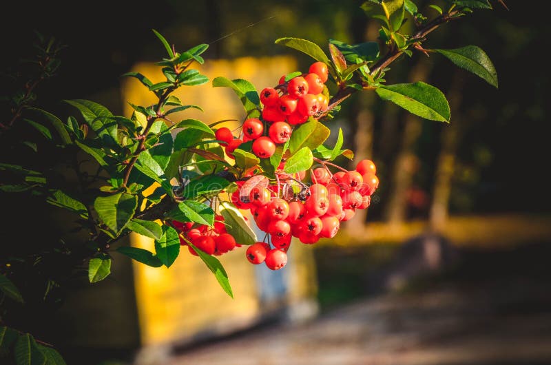 Close Up of Bright Red Pyracantha Berries on Tree Stock Photo - Image ...