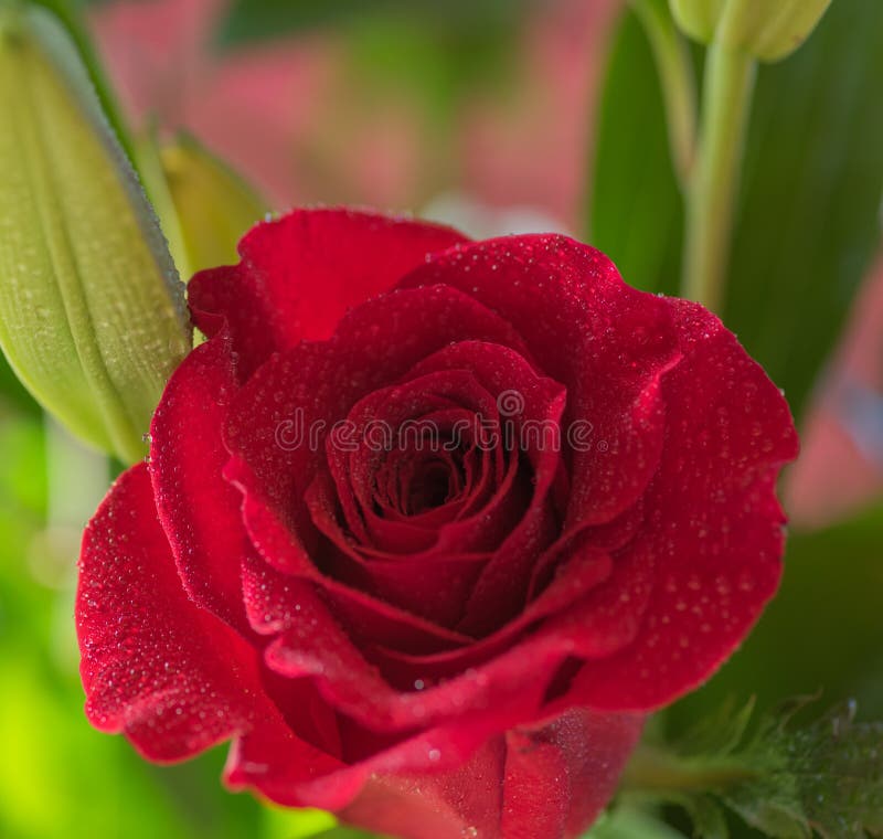 Close-up of a Bright Red Rose with Dew Drops, Macro Image Stock Image ...