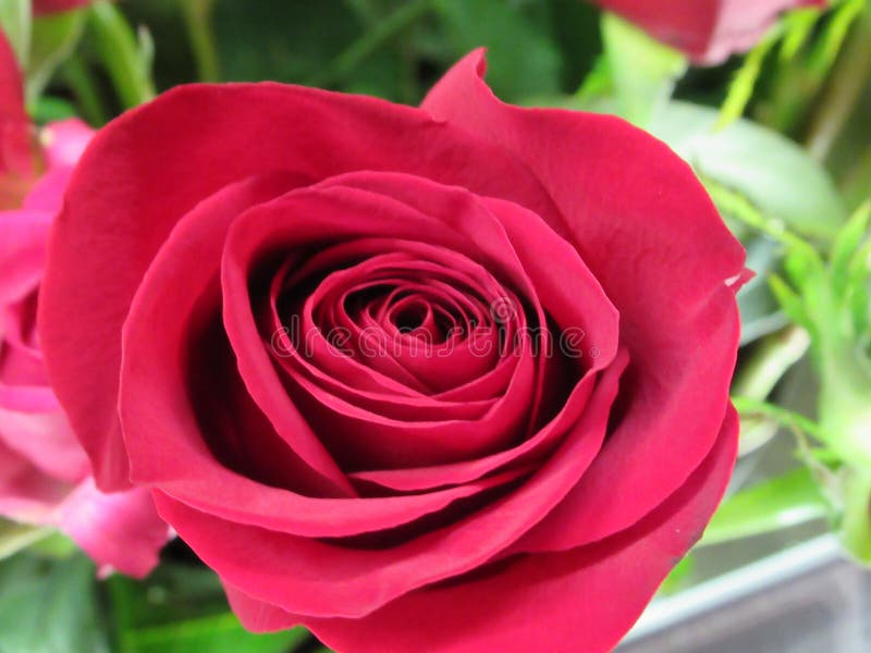 Close Up Bright Red Rose from the Florist Stock Photo - Image of ...