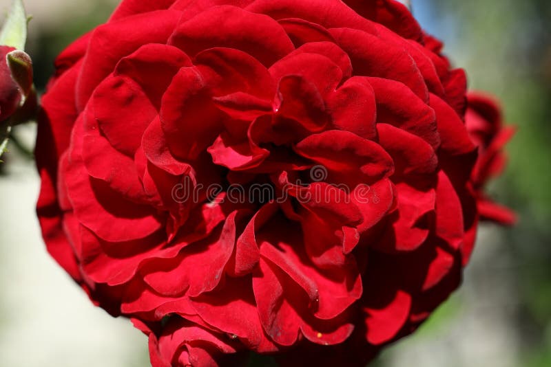 A Close Up of a Bright Red Rose Flower Head Stock Image - Image of ...
