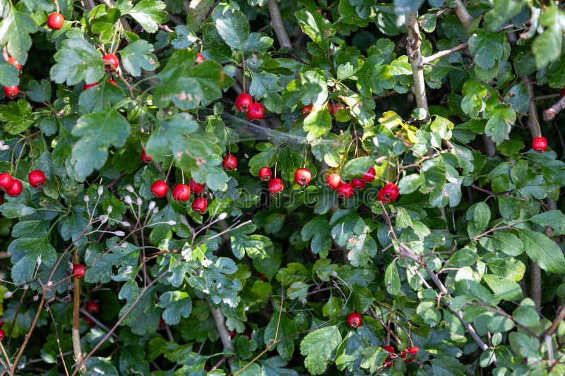 Close-up of Bright Red Rose Hips on Hawthorn Stock Photo - Image of ...