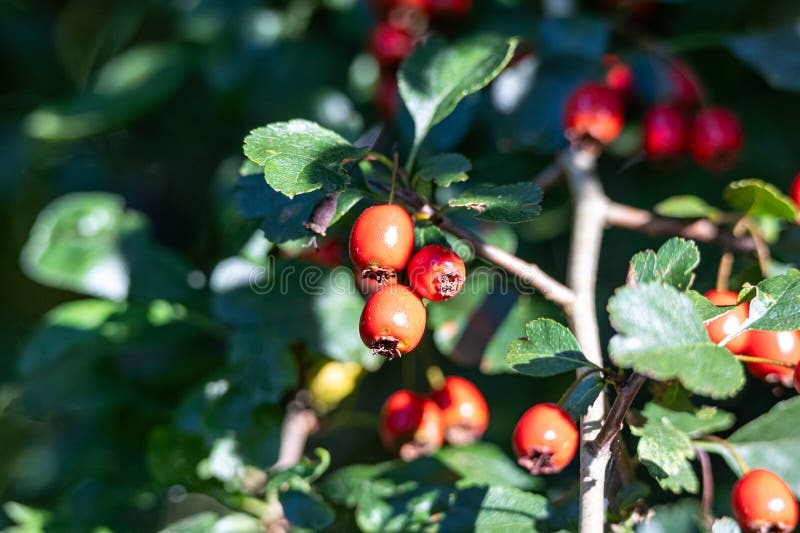 Close-up of Bright Red Rose Hips on Hawthorn Stock Photo - Image of ...