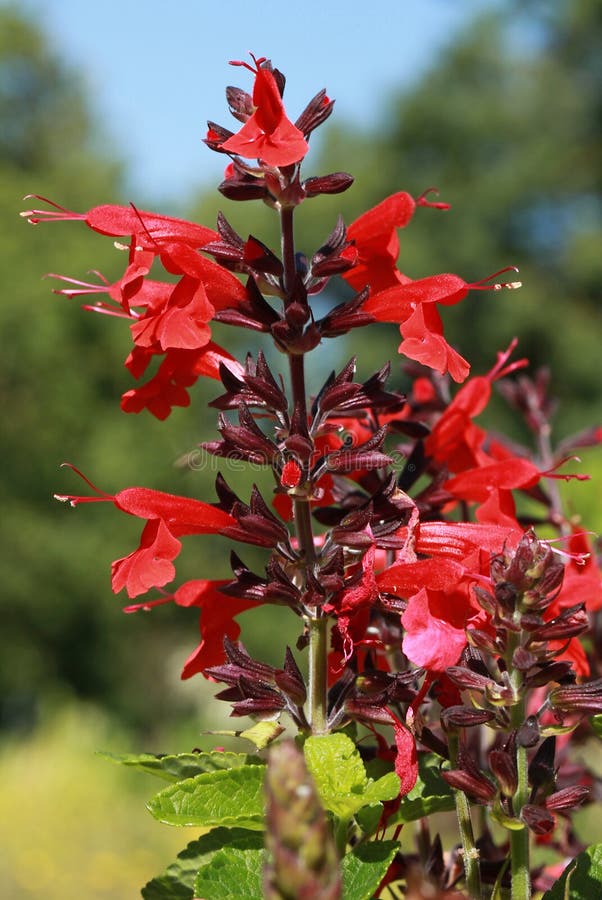 Bright Red Salvia Coccinea Forest Fire Sage Flowers Stock Photo - Image ...