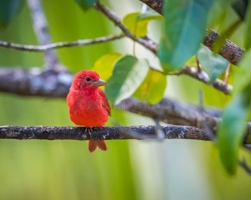 Close Up of Bright Red Summer Tanager of Costa Rica Stock Photo - Image ...