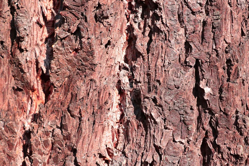Close-up on Bright Red Tree Bark, Wood Texture. Stock Image - Image of ...