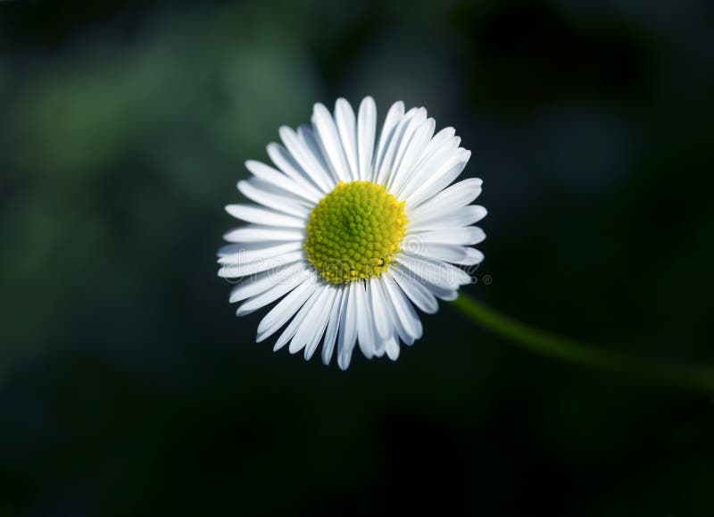 Close-up of Bright Small White Flower with Dark Background Stock Image ...