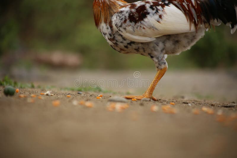 Chicken On Wooden Table Picture. Image: 82988838