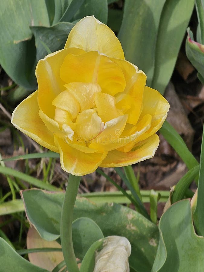 Close-up of a Bright Yellow Double Tulip Stock Image - Image of bright ...