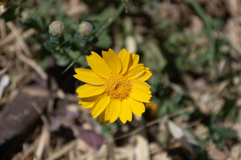 Close-up of a Bright Yellow Wildflower Blooming in Nature Stock Photo ...