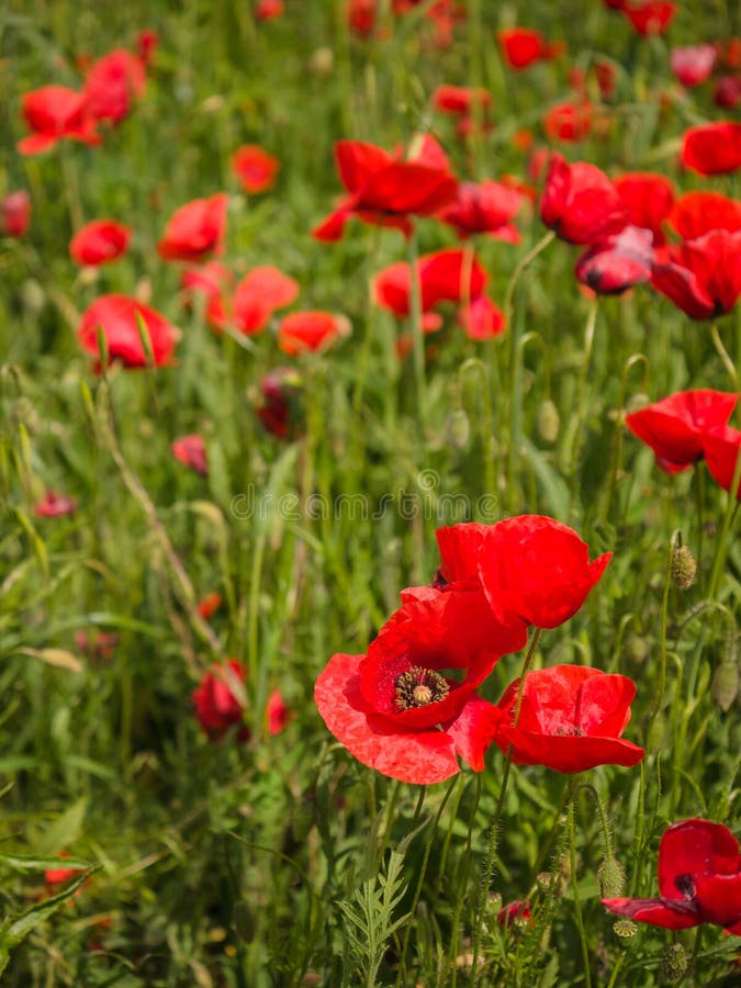 Close-up of Brightly Colored Poppy Flowers in Spring Stock Image ...