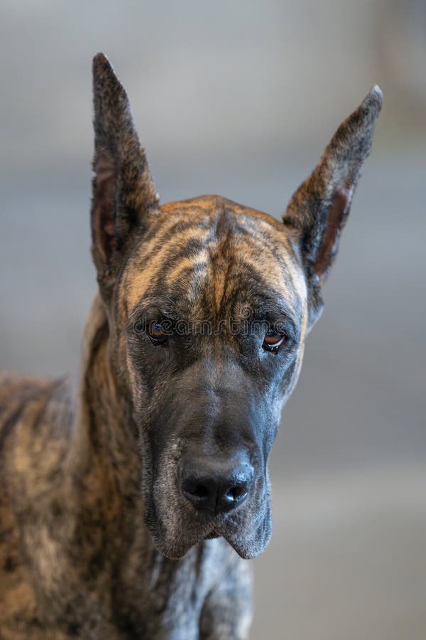 Close Up of a Brindle Great Dane Stock Image - Image of huge, great ...