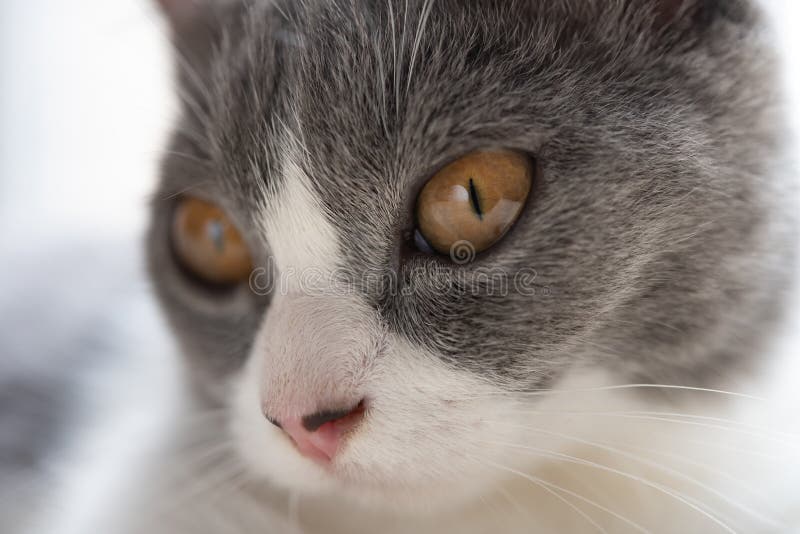 Close Up on British Shorthair Cats Left Eye Stock Image - Image of ...