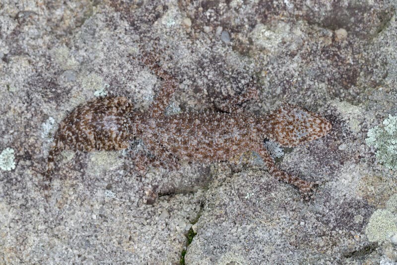 Broad-tailed Gecko stock photo. Image of gecko, reptile - 191735356