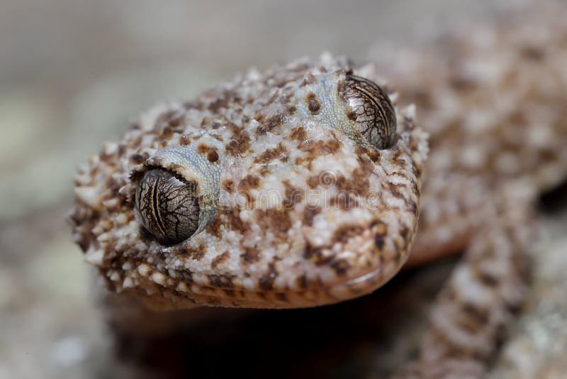 Broad-tailed Gecko stock image. Image of platurus, wildlife - 191735365