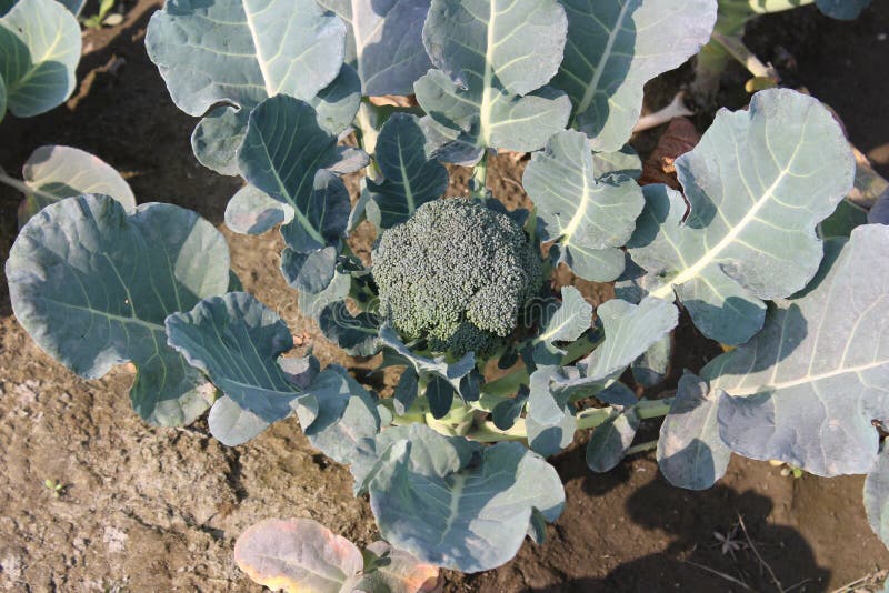 A Field Of Broccoli Growing In A Field Under Green, Grassy Hills And ...
