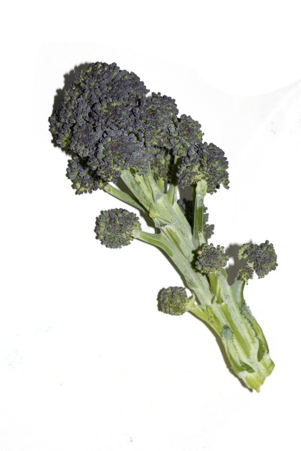 Close Up of Broccoli Stalk Green Vegetable Stock Image - Image of ...