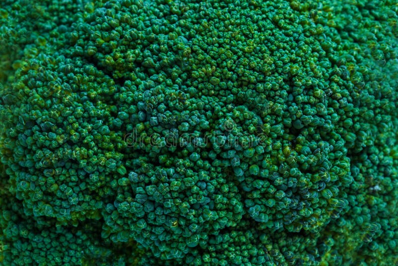 Broccoli texture stock image. Image of grocery, texture - 11964833