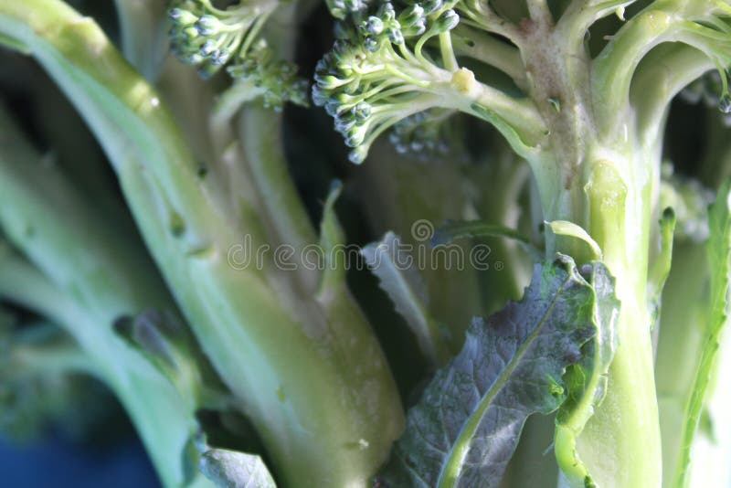 Close up of brocolli stock image. Image of lifestyle - 115669157