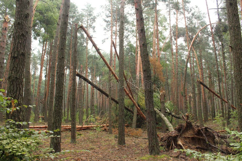 Close-up of Broken Pine Trees in the Forest Stock Image - Image of ...
