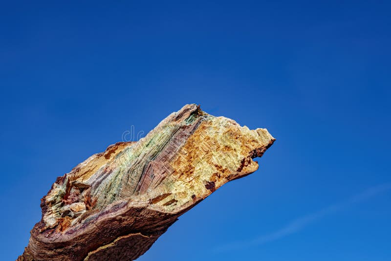 132 Dry Rotted Tree Stock Photos - Free & Royalty-Free Stock Photos ...