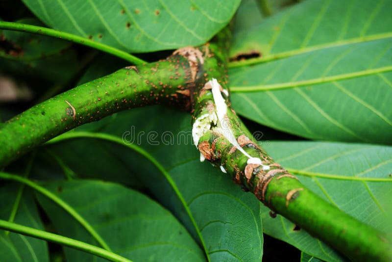 Close-up of a Broken Rubber Tree Branch Releasing White Sap. Stock ...