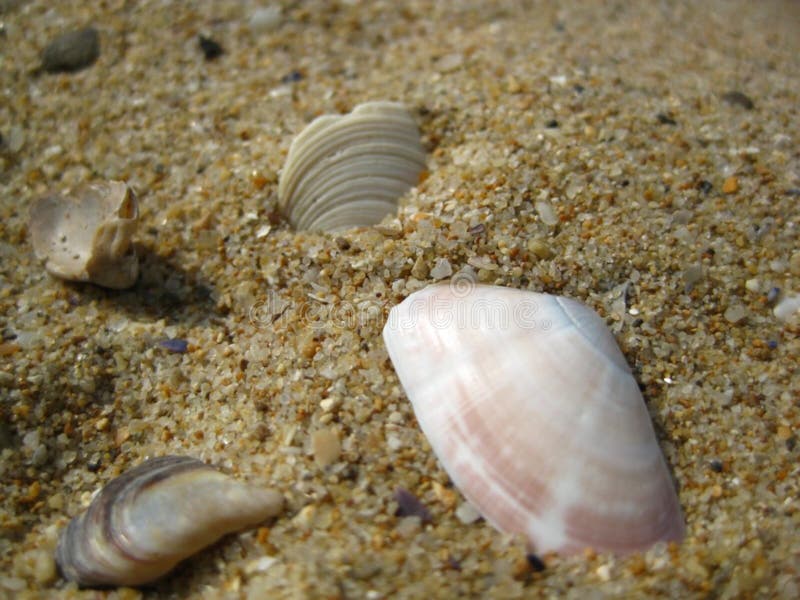 Close-up-of-broken-sea-shells-in-the-sand Stock Image - Image of : 87853841