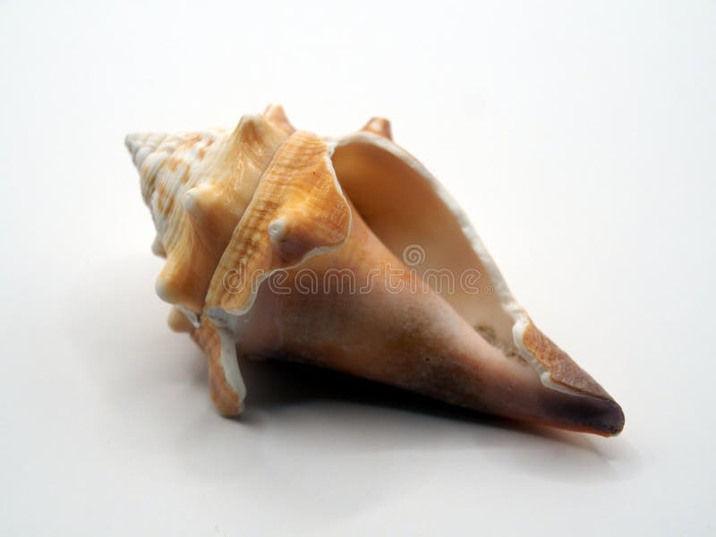 376 Broken Conch Shell Stock Photos - Free & Royalty-Free Stock Photos ...