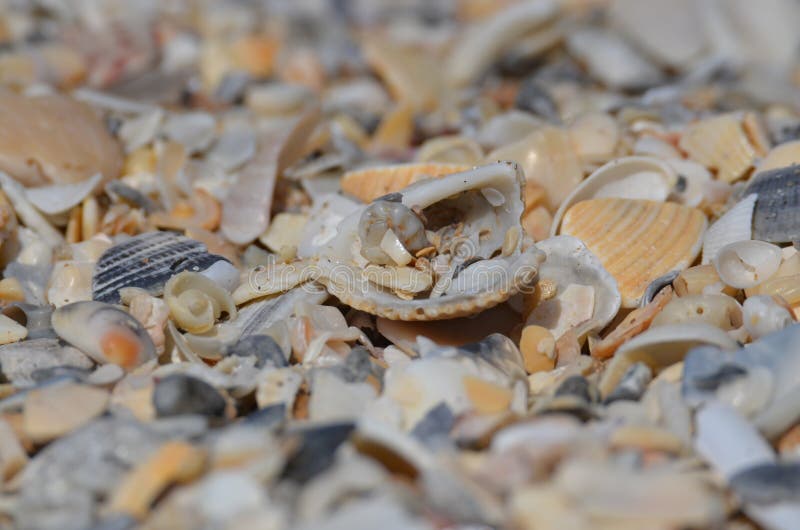 Broken seashells on beach stock image. Image of marina - 272733187