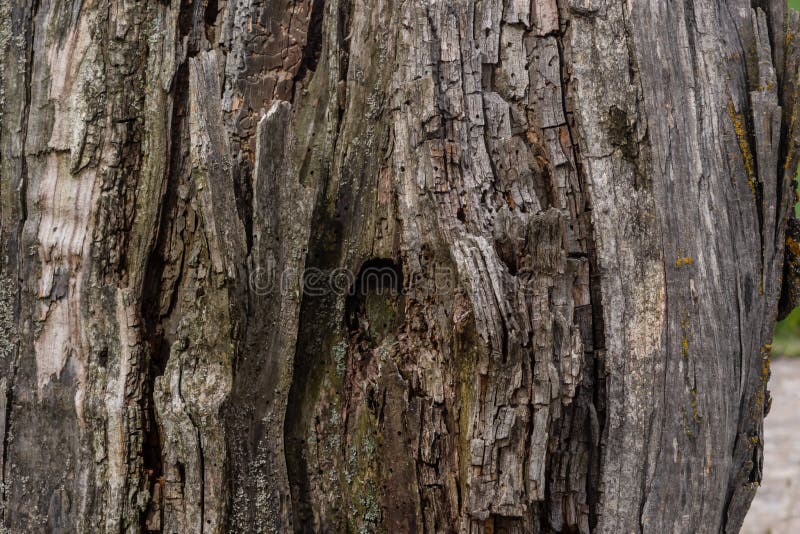 132 Dry Rotted Tree Stock Photos - Free & Royalty-Free Stock Photos ...