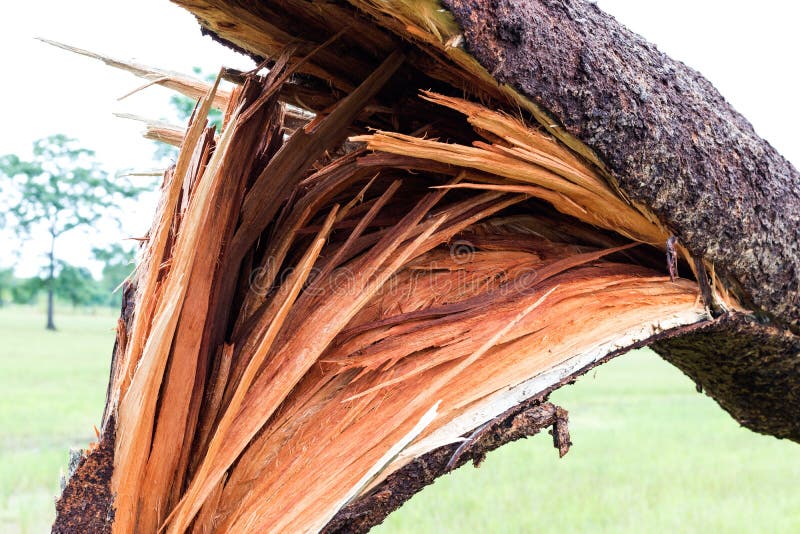 Close-up Broken Tree Felling. Stock Photo - Image of adult, lumber ...