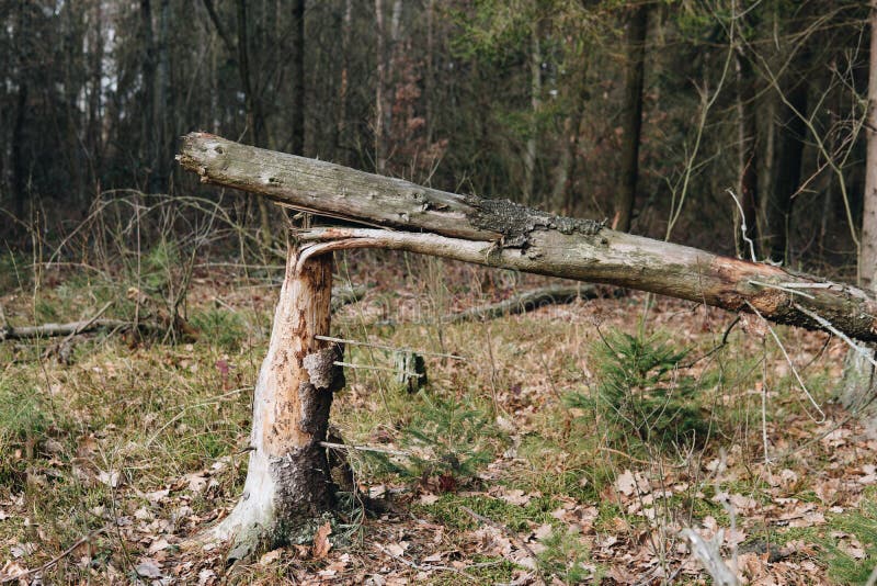 Broken tree stock photo. Image of wind, environment - 139076454
