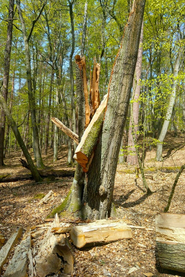 Close-up of a Broken Tree by a Storm in the Forest. Stock Image - Image ...