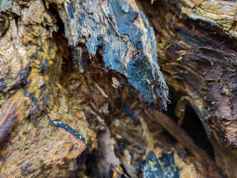 Close-up of Broken Tree Trunk in the Forest Stock Photo - Image of tree ...