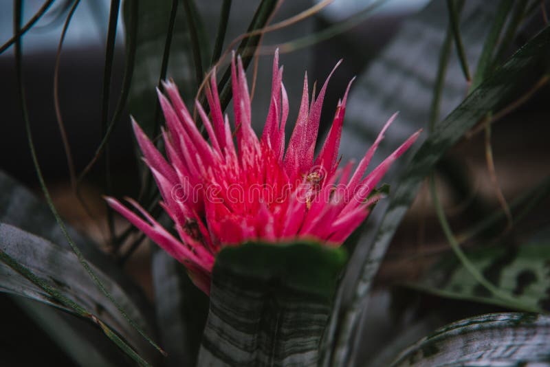 Portea Petropolitana is a Plant Species of the Genus Portea, in the ...