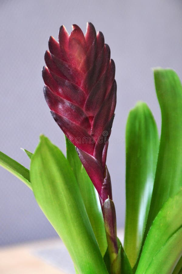 Close Up of Bromeliad Flower Stock Image - Image of color, family ...