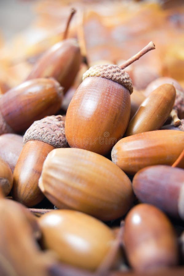 Brown Acorns close-up stock photo. Image of acorn, autumn - 127456122