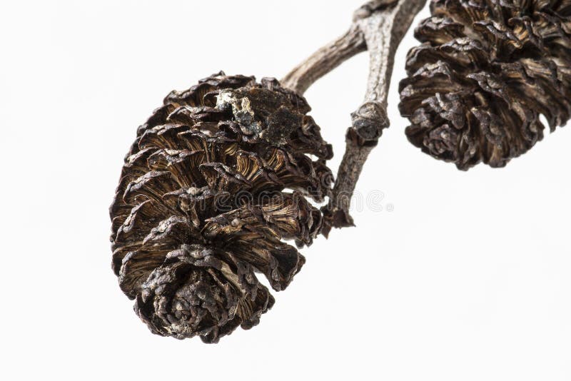 Brown alder fruit stock photo. Image of seed, macro - 247854442
