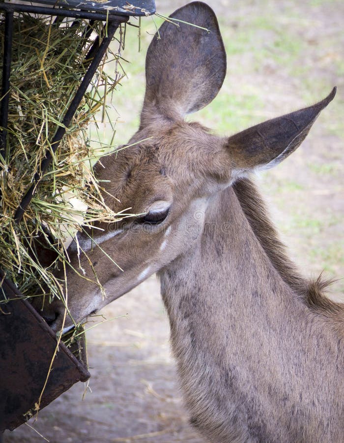 Close Up of a Brown Antelope Stock Image - Image of summer, horn: 60292235