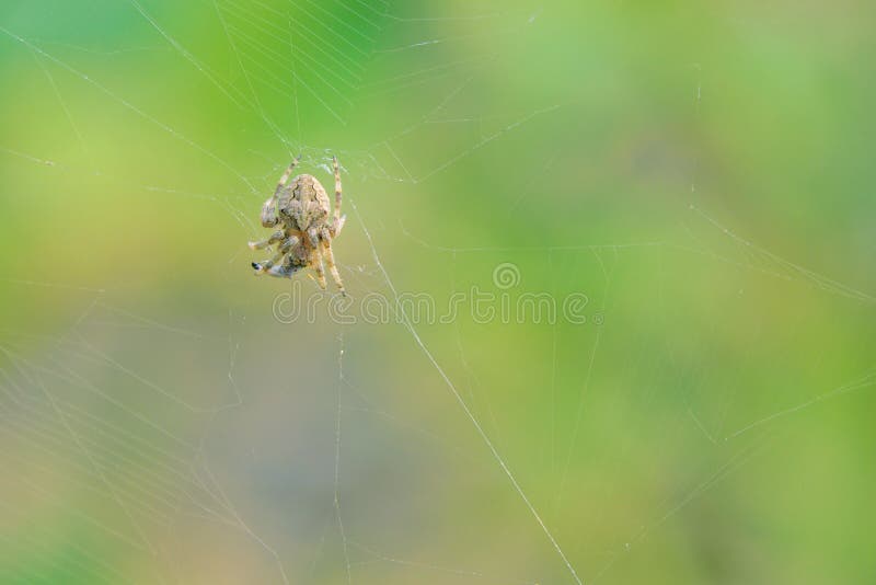 Araneidae spider stock image. Image of spider, wild - 280500117