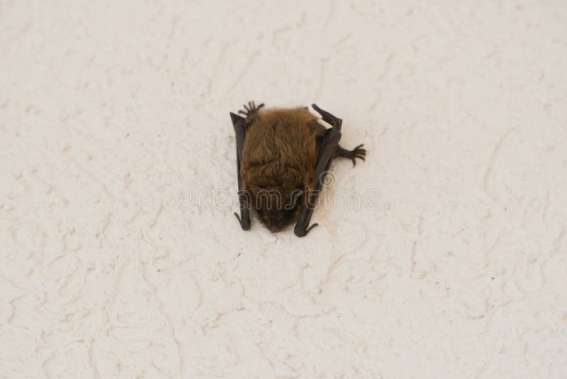 A Close-Up of a Brown Bat Resting on a Light-Colored Wall Stock Photo ...