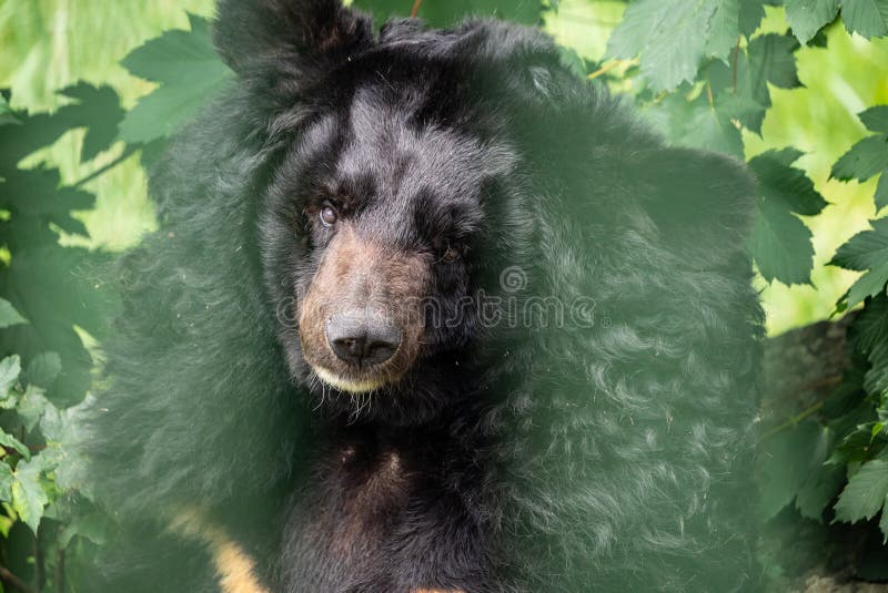Close Up of Brown Bear Face, Displaying Its Intense Expression and ...