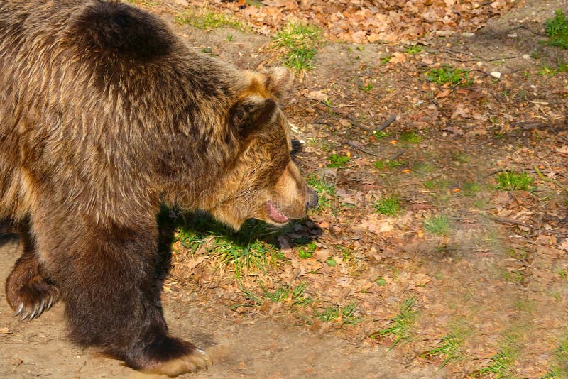 Close-up of a Brown Bear. a Strong and Dangerous Predator. Stock Photo ...