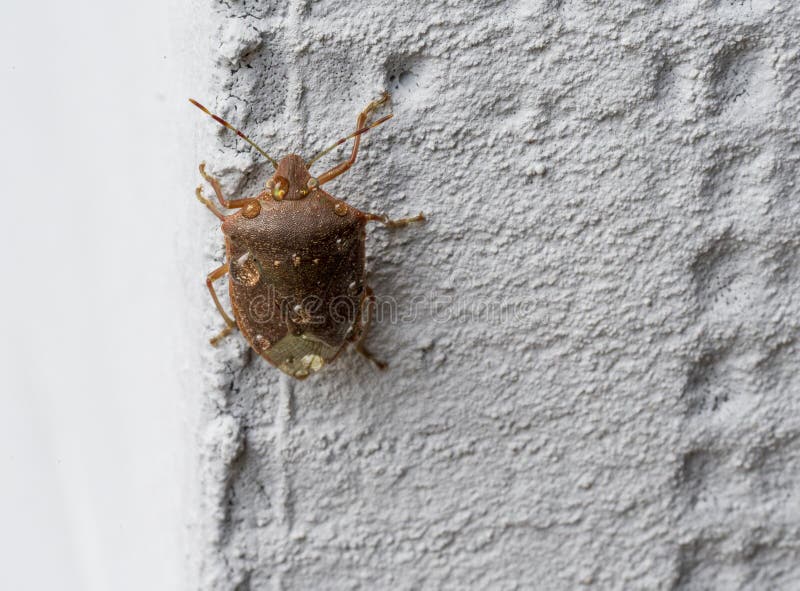 Close-up of a Brown Beetle Halyomorpha Halys with Water Drops on Its ...