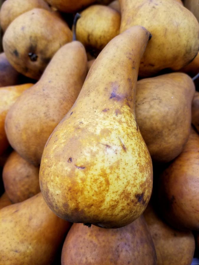 Close Up of a Brown Bosc Pear Stock Photo - Image of bosc, fresh: 174123722