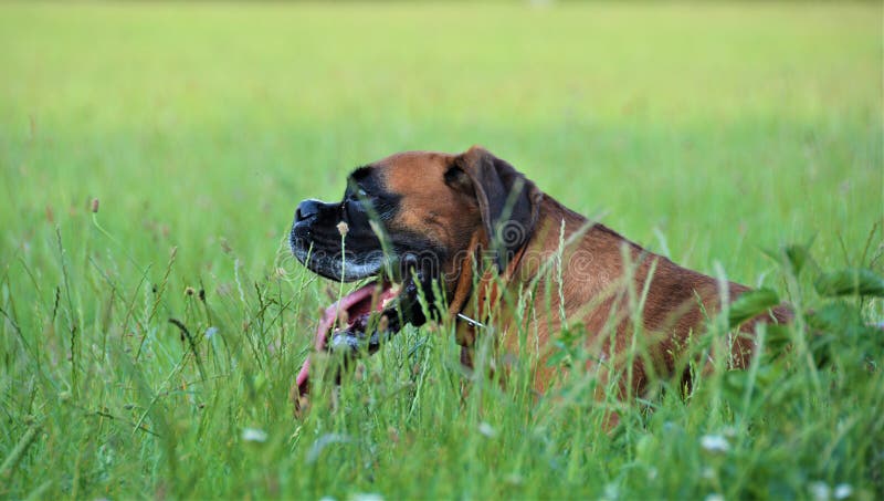 Close up of a brown boxer stock image. Image of park - 187101445