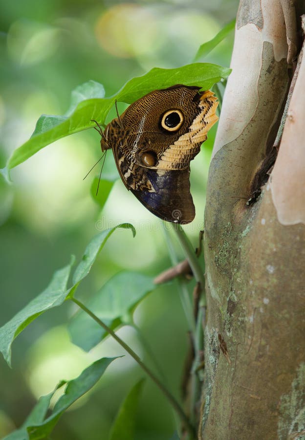 Butterfly on tree trunk stock image. Image of background - 101367285