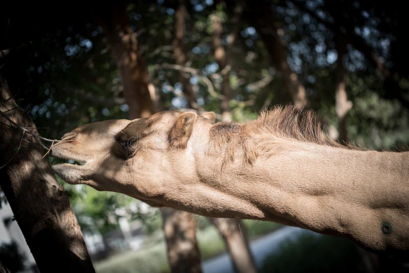 133 Animals Reaching Up Stock Photos - Free & Royalty-Free Stock Photos ...