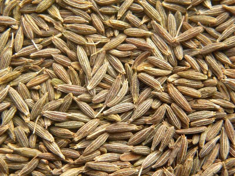 Close Up of Brown Cumin Seeds Stock Image - Image of cuisine, culinary ...